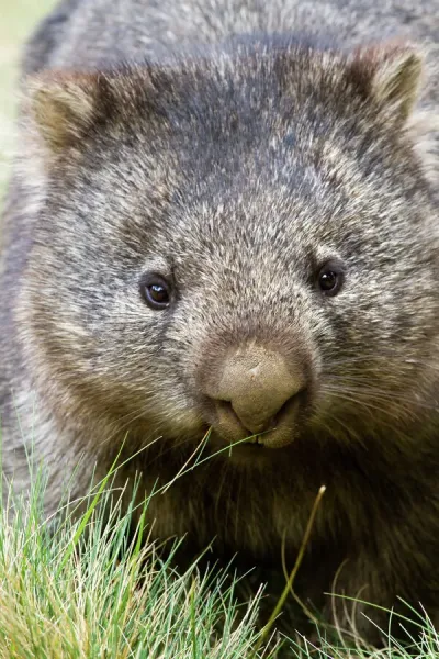 Wombat Australiano Baby Wombat Myrtle's Adorable Surprise At Zoodoo