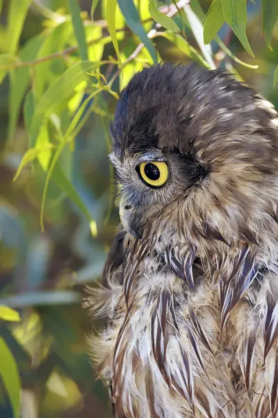 Ninox
