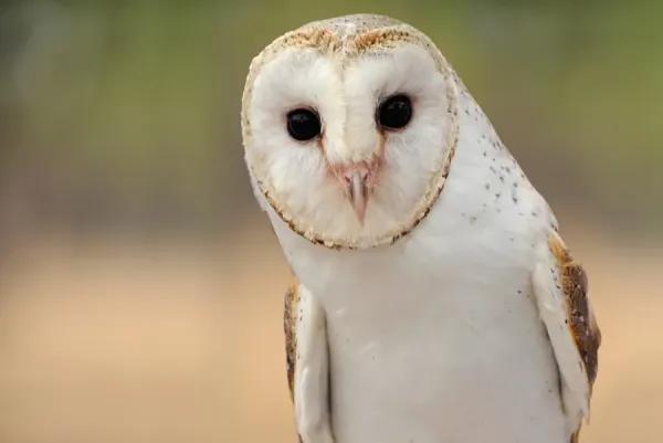 Barn Owl Eyes Close Up