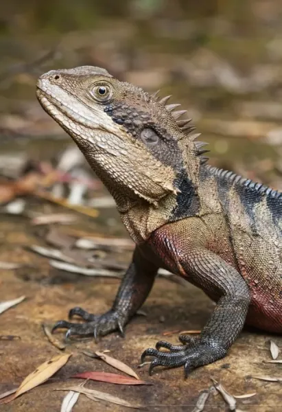 What Is An Australian Water Dragon