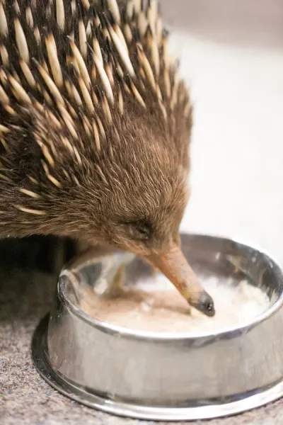 Australian Echidna Eggs