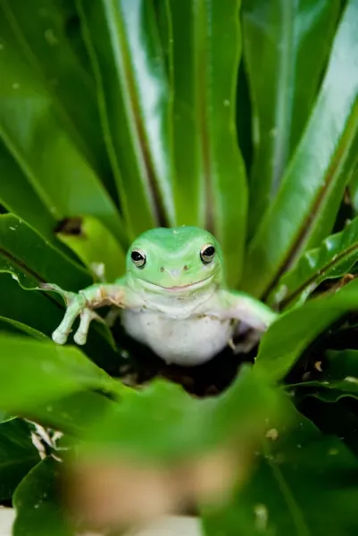 Cute Tree Frog Pictures