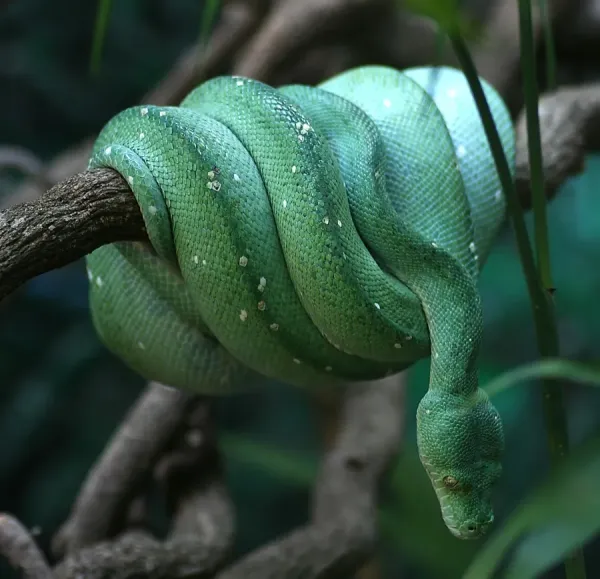 Green Tree Python In The Queensland Museum Sfondi Per Pc 1920x1080