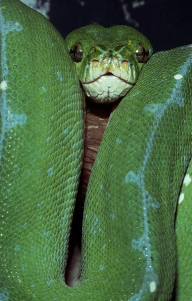 Morelia Viridis Green Tree Python (Morelia Viridis) | Kelvin Marshall
