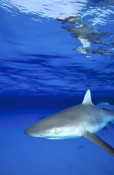 Australias Great Barrier Reef Shark