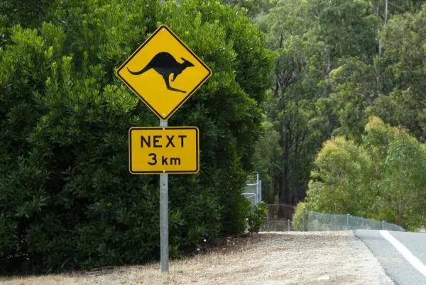 Kangaroo Road Sign