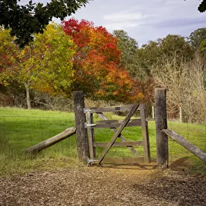 Western Australia (WA) Art Prints, Posters & Puzzles