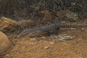 Lizards Art Prints, Posters & Puzzles