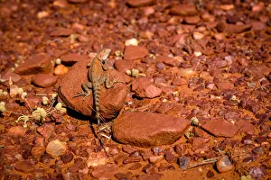 Australian Views: Lizard Art Prints Collection