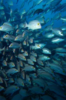 Great Barrier Reef Collection of Photo Prints and Gifts