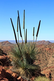 Kangaroo Tail Prints